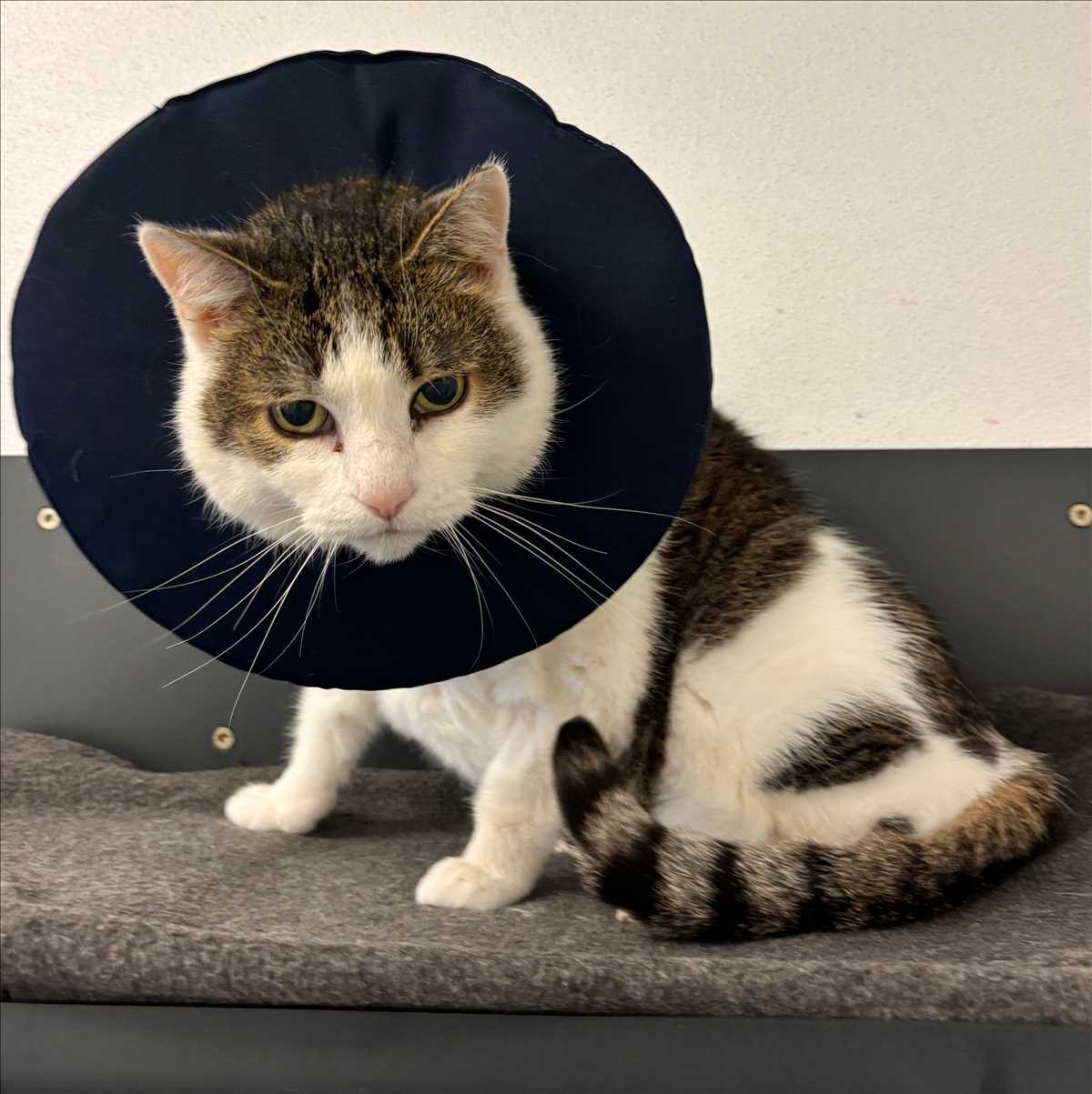 Katzen aus dem Tierheim München suchen ein neues Zuhause ...