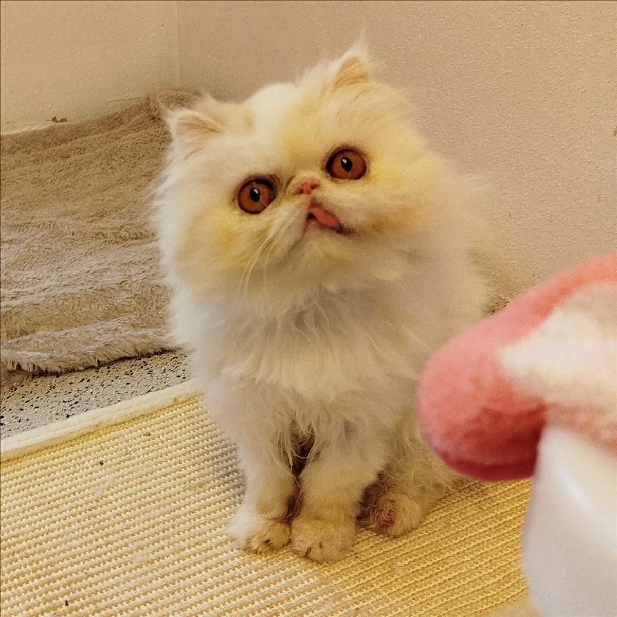 Katzen aus dem Tierheim München suchen ein neues Zuhause ...